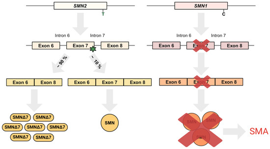 MicroRNAs as Biomarkers in Spinal Muscular Atrophy