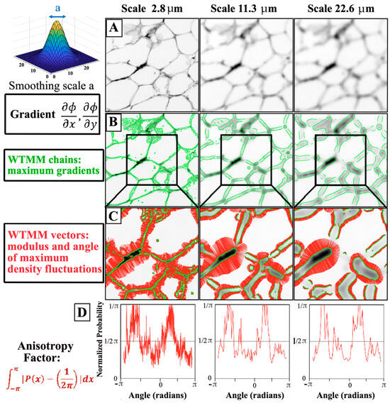 Cellular Characteristics and Protein Signatures of Human Adipose Tissues from Donors With or ...