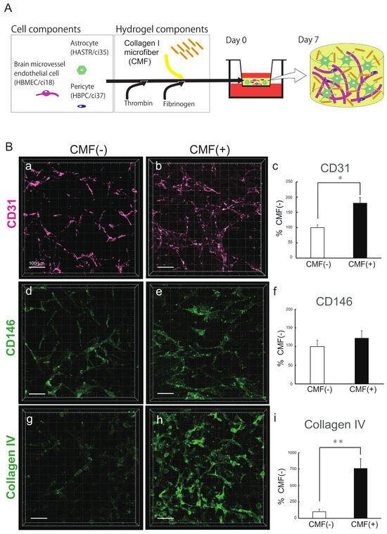 Collagen I Microfiber Promotes Brain Capillary Network Formation in ...