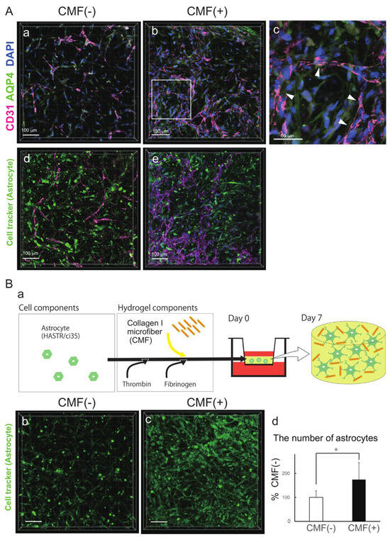 Collagen I Microfiber Promotes Brain Capillary Network Formation in ...