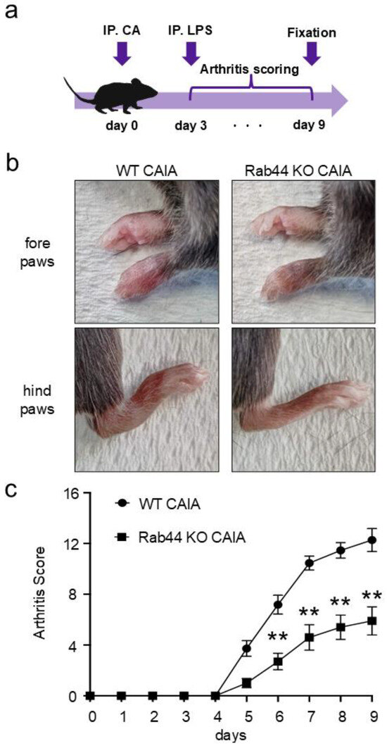 Impaired Development of Collagen Antibody-Induced Arthritis in Rab44 ...