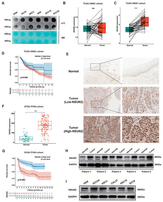NSUN2 Promotes Head and Neck Squamous Cell Carcinoma Progression by ...