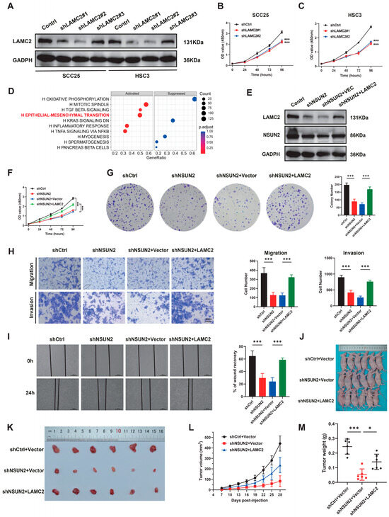 NSUN2 Promotes Head and Neck Squamous Cell Carcinoma Progression by ...