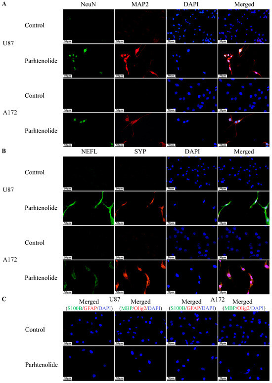 Neuronal Differentiation of Human Glioma Cells Induced by Parthenolide ...