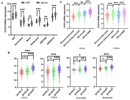CLIC4 Is a New Biomarker for Glioma Prognosis