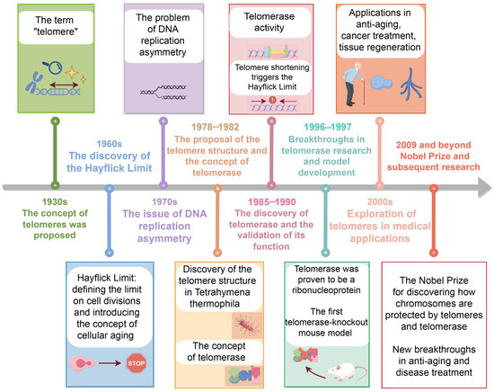 The Notable Role of Telomere Length Maintenance in Complex Diseases