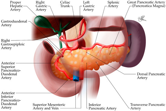 Pancreatic Morphology, Immunology, and the Pathogenesis of Acute ...