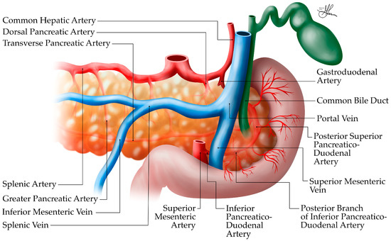 Pancreatic Morphology, Immunology, and the Pathogenesis of Acute ...
