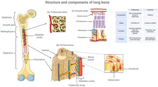 The Crosstalk Between Cartilage and Bone in Skeletal Growth