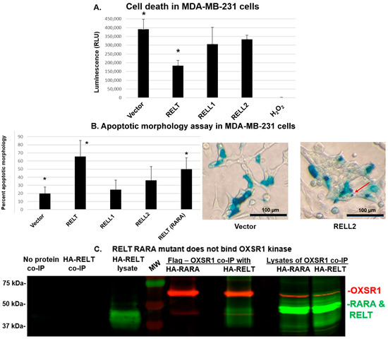 RELT Is Upregulated in Breast Cancer and Induces Death in Breast Cancer ...