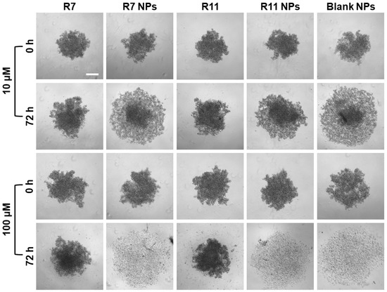 Polymeric Nanoparticles Potentiate the Anticancer Activity of Novel ...