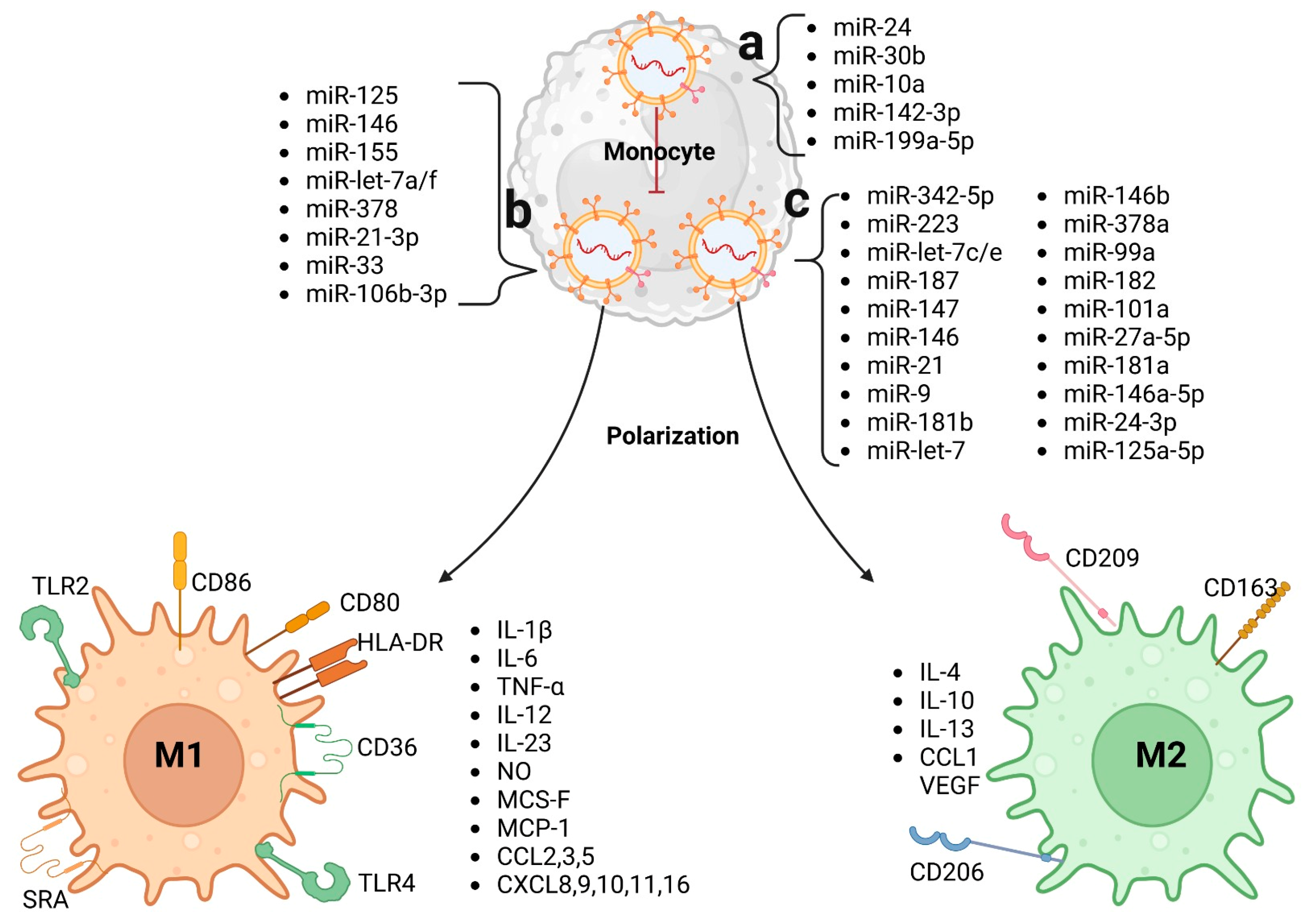 Exosomes as Regulators of Macrophages in Cardiovascular Diseases