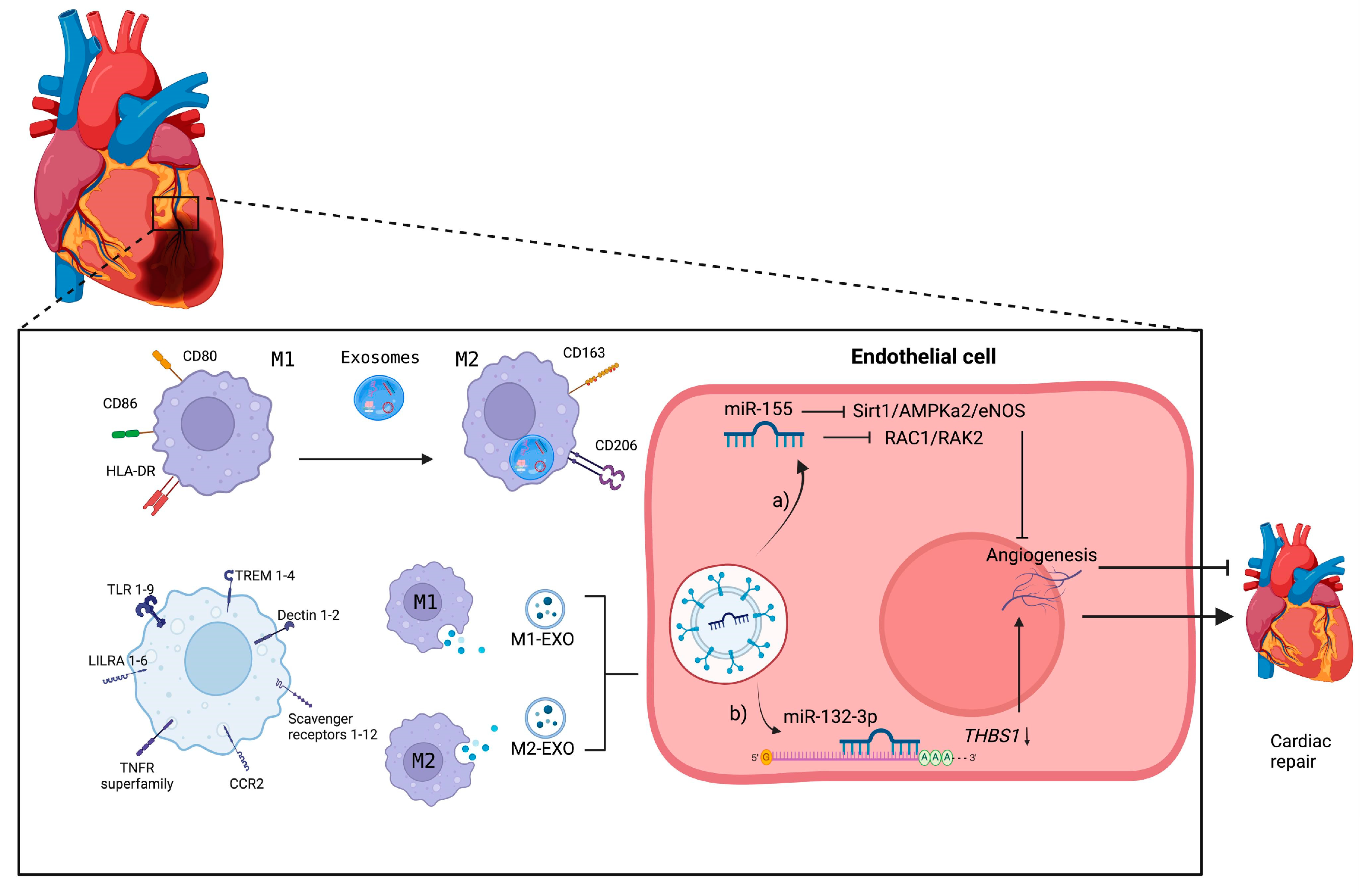 Exosomes as Regulators of Macrophages in Cardiovascular Diseases