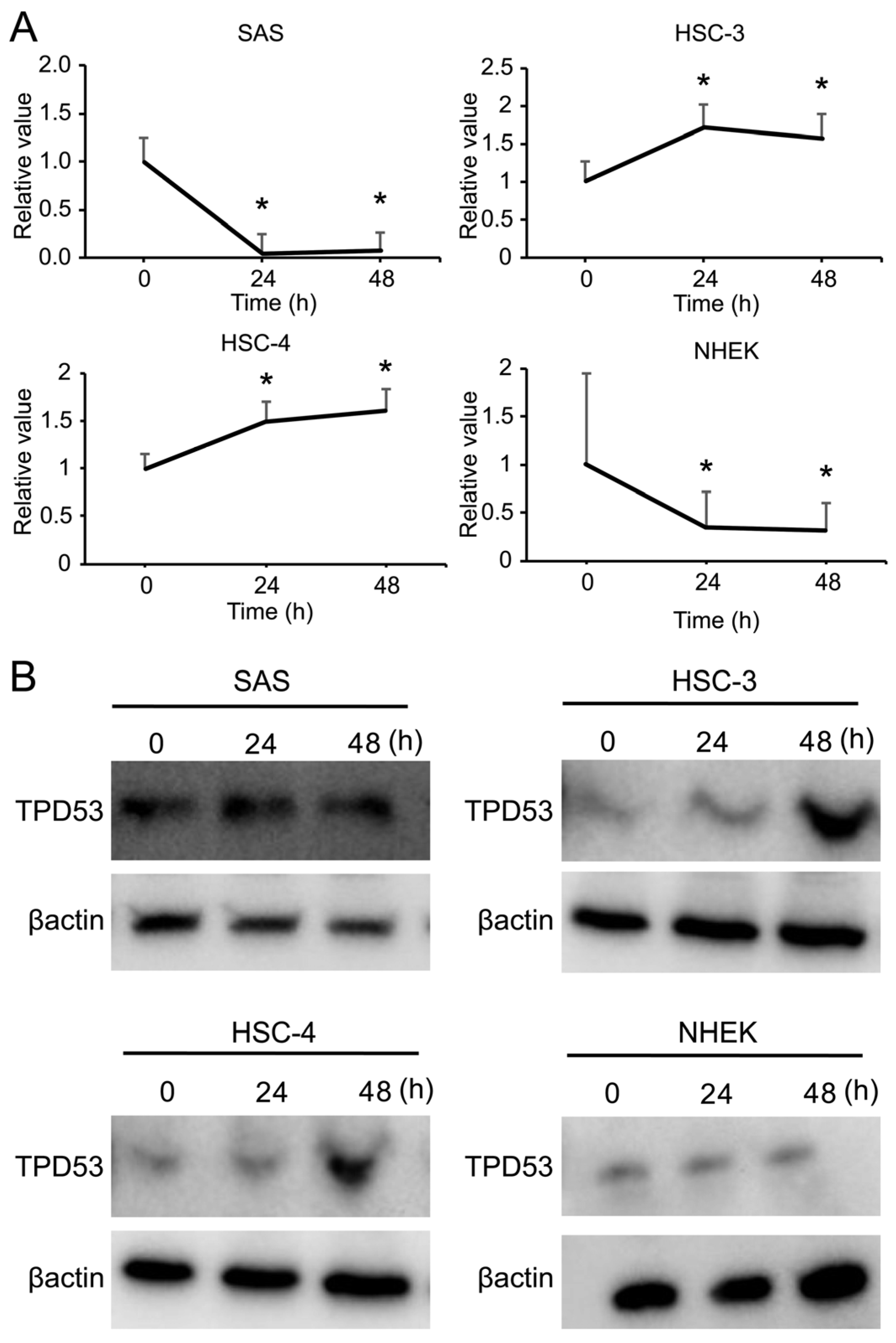 Tumor Protein D53 (TPD53): Involvement in Malignant Transformation of ...
