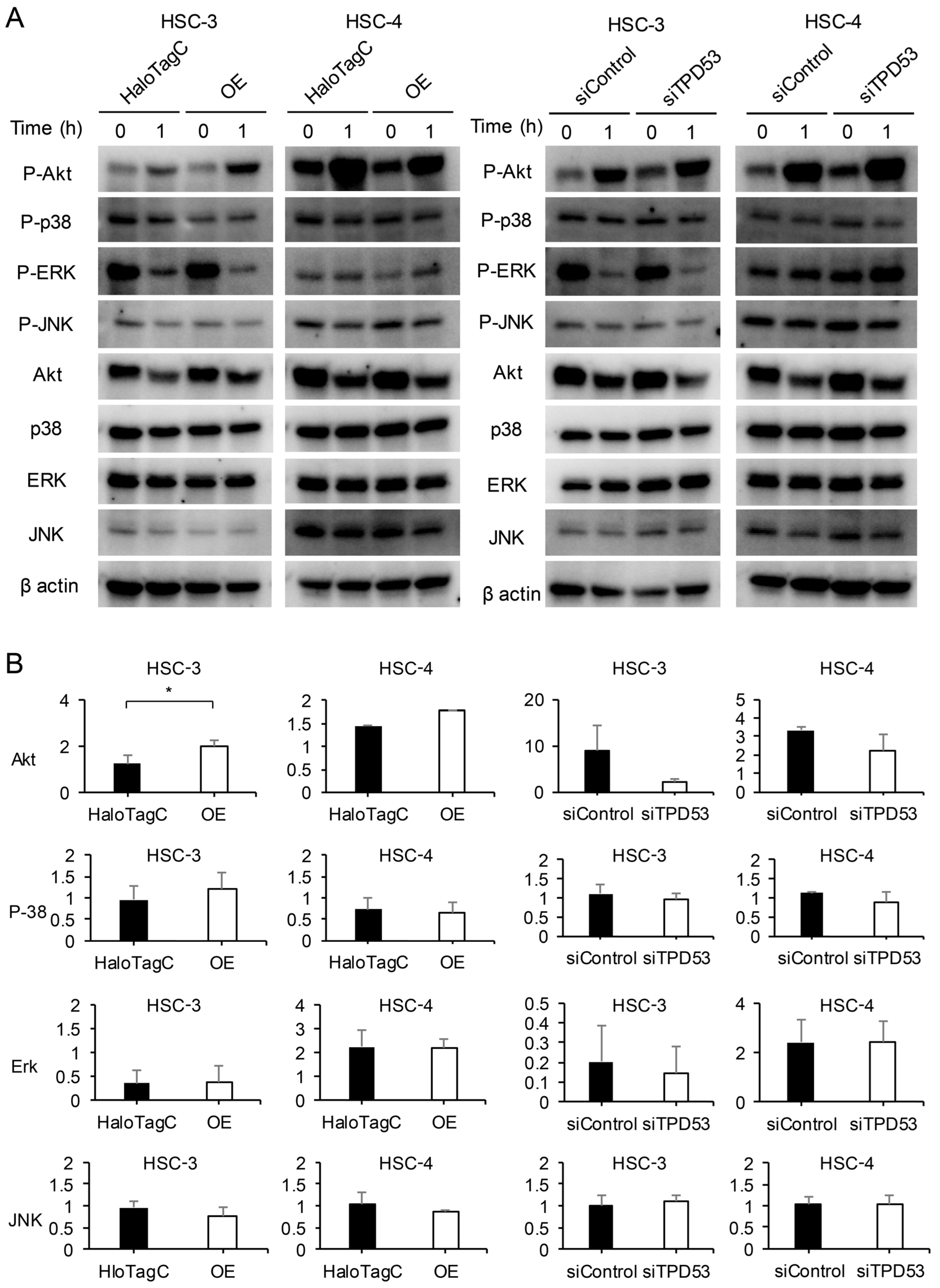 Tumor Protein D53 (TPD53): Involvement in Malignant Transformation of ...