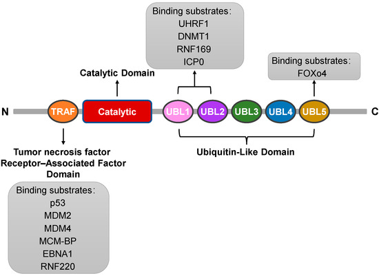 The Role and Mechanism of Deubiquitinase USP7 in Tumor-Associated ...