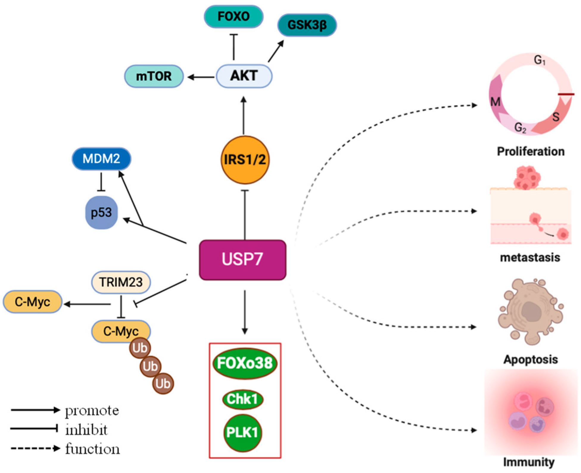 The Role and Mechanism of Deubiquitinase USP7 in Tumor-Associated ...