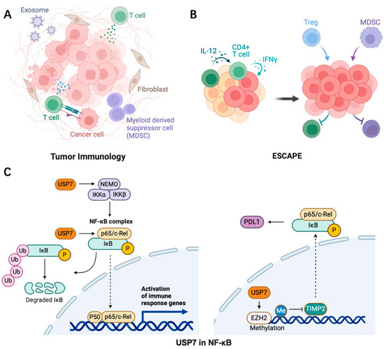 The Role and Mechanism of Deubiquitinase USP7 in Tumor-Associated ...