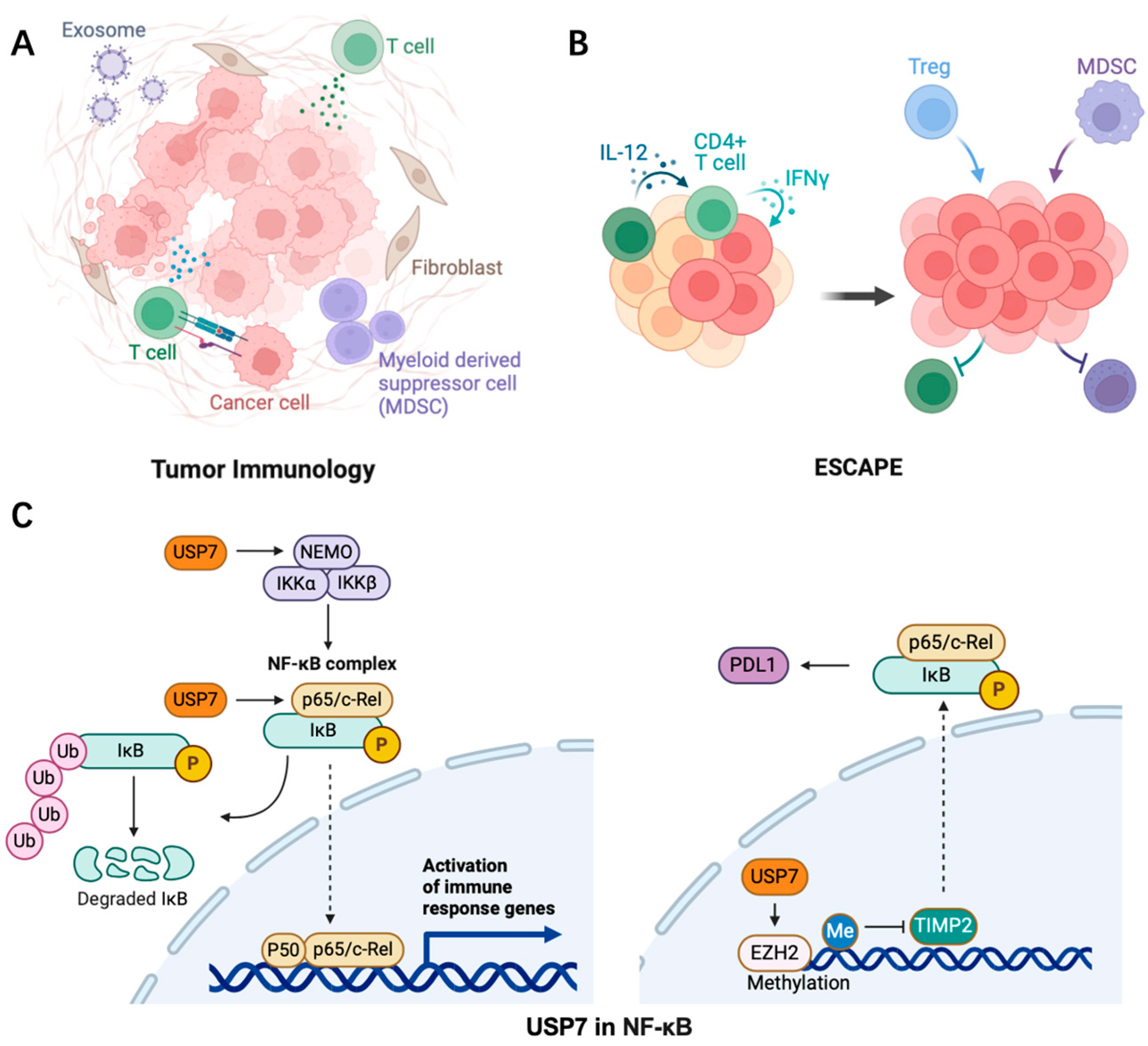 The Role and Mechanism of Deubiquitinase USP7 in Tumor-Associated ...