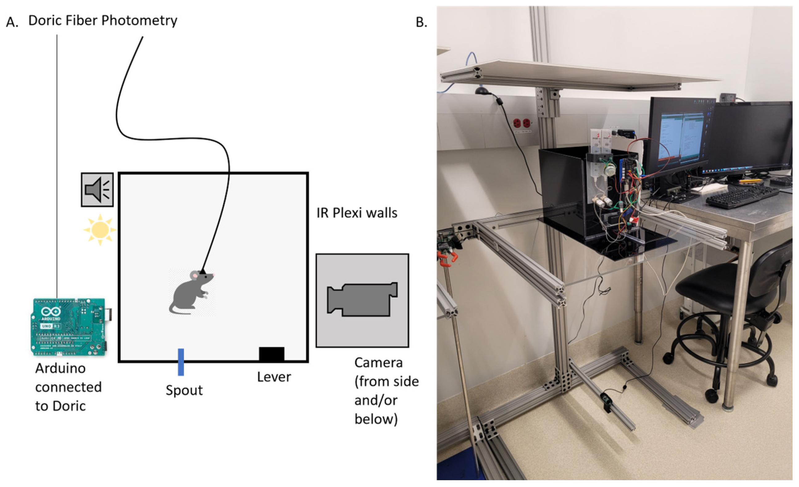 Direct Pathway Neurons in the Mouse Ventral Striatum Are Active During ...
