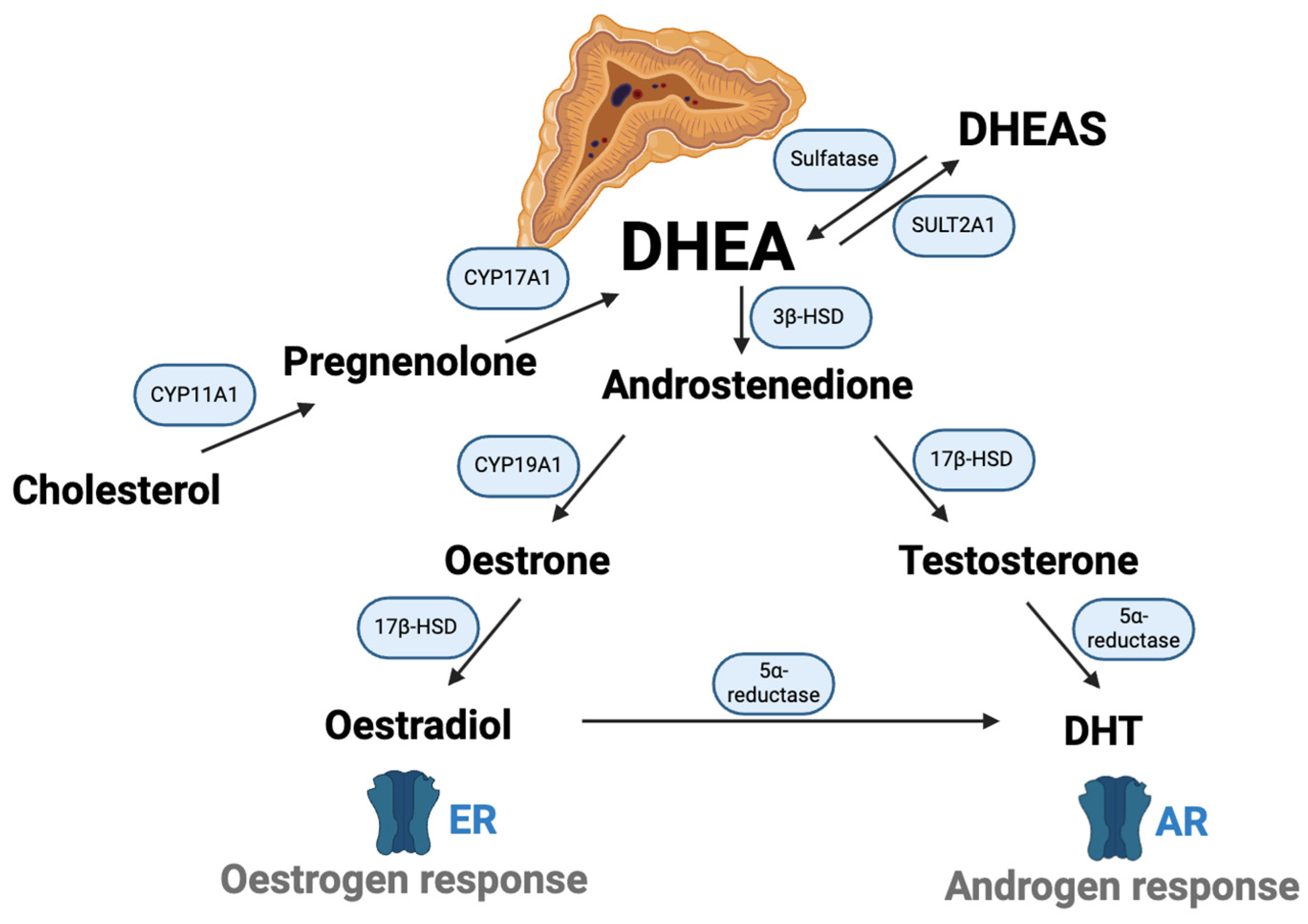Dehydroepiandrosterone and Bone Health: Mechanisms and Insights