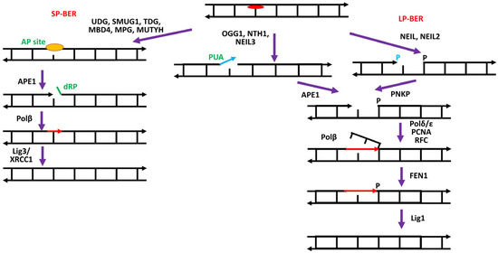 Proteins Associated with Neurodegenerative Diseases: Link to DNA Repair