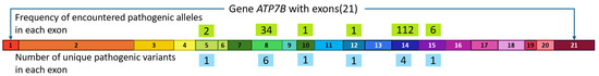 Spectrum of Pathogenic Variants of the ATP7B Gene and Genotype ...
