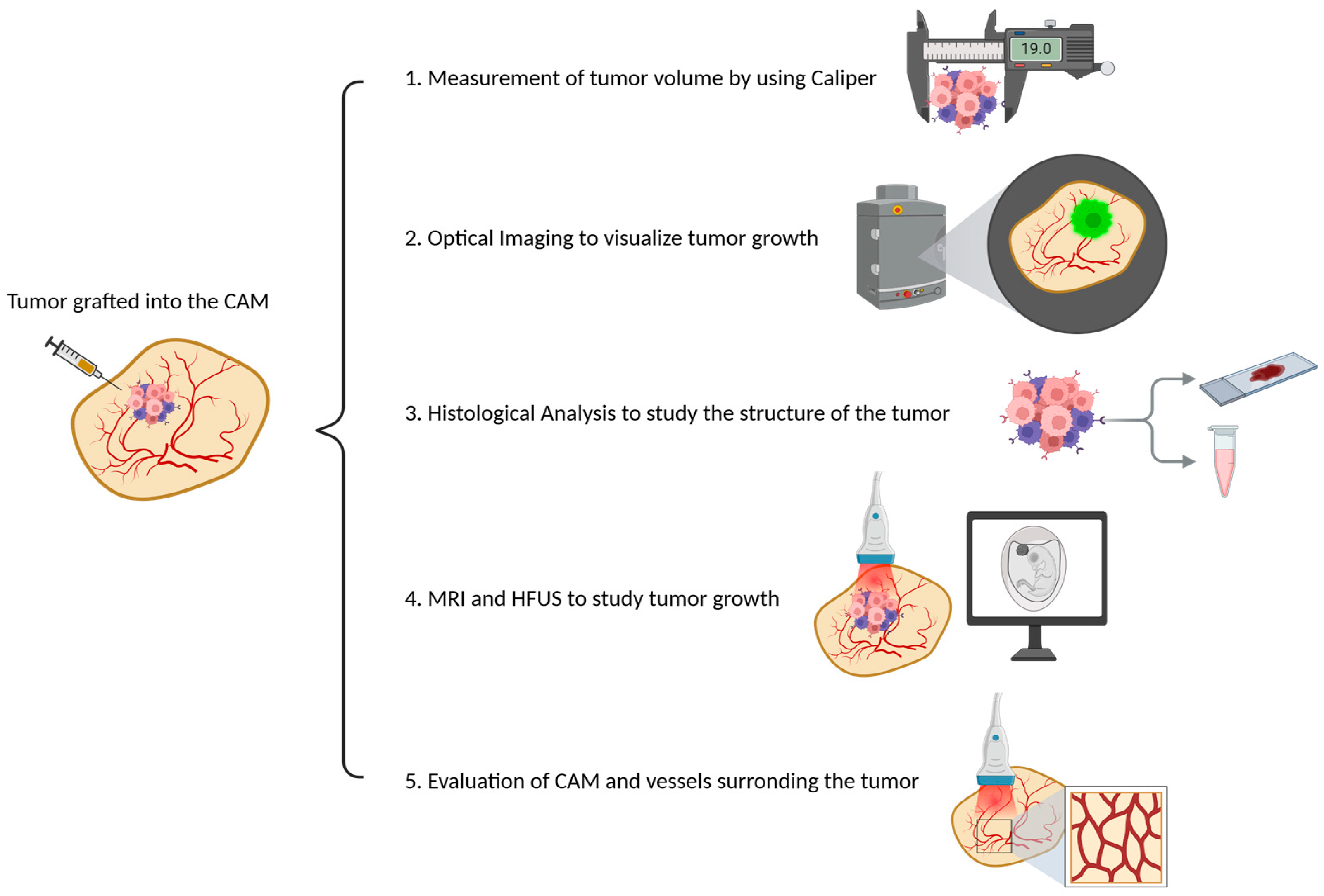 The Chicken Embryo: An Old but Promising Model for In Vivo Preclinical ...