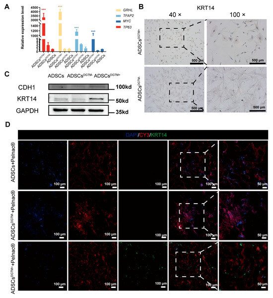 Enhanced Wound Healing and Autogenesis Through Lentiviral Transfection ...