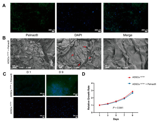 Enhanced Wound Healing and Autogenesis Through Lentiviral Transfection ...