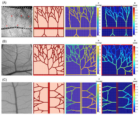 Angiogenesis Dynamics: A Computational Model of Intravascular Flow ...