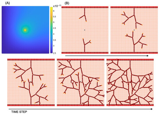 Angiogenesis Dynamics: A Computational Model of Intravascular Flow ...