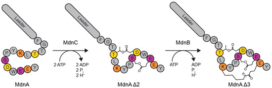 Assessing the Impact of the Leader Peptide in Protease Inhibition by ...