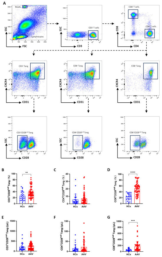 The Pathogenic Role of Expanded CD8⁺CD28null Angiogenic T Cells in ANCA ...