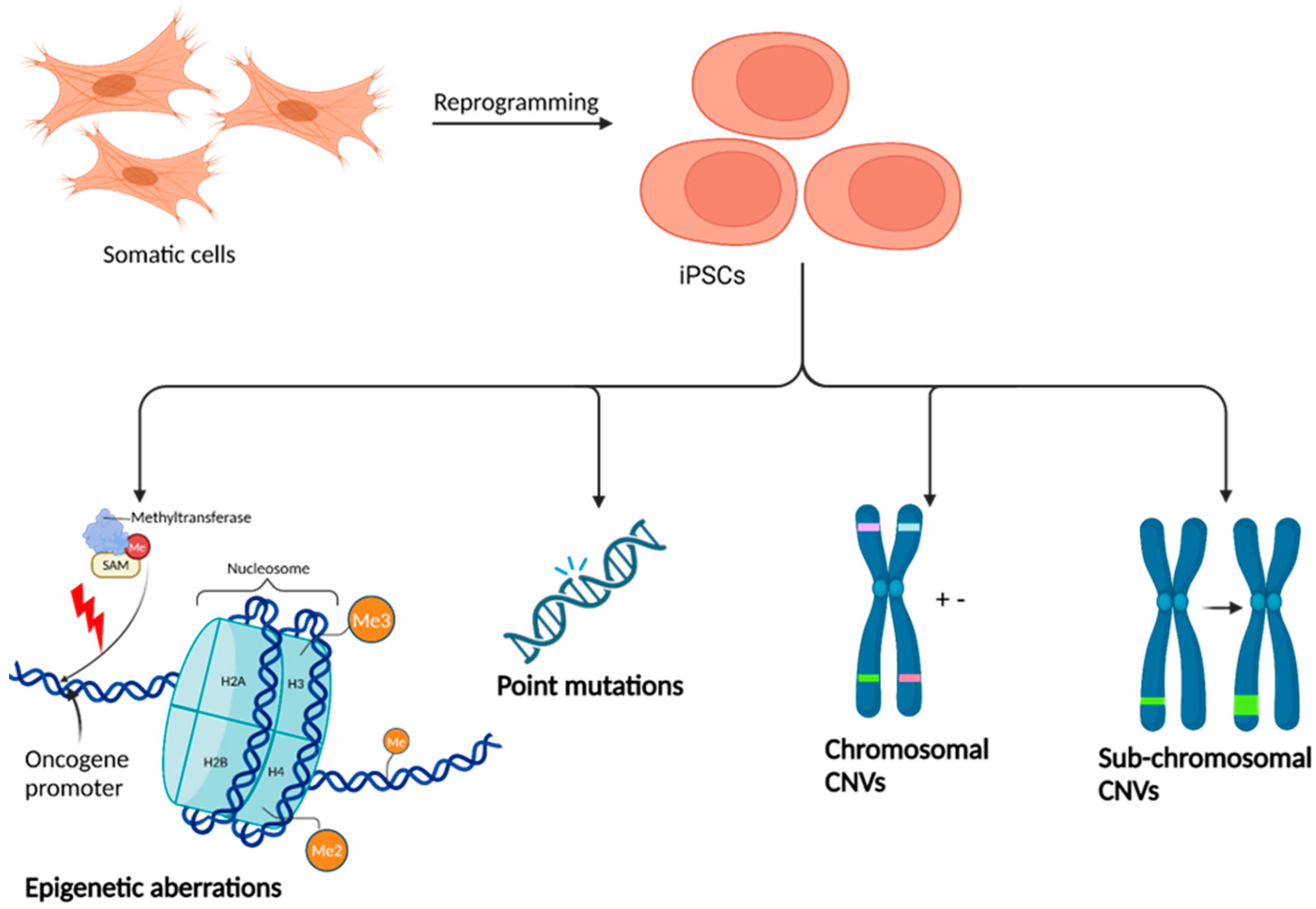Stem Cell Therapy for the Treatment of Amyotrophic Lateral Sclerosis: Comparison of the Efficacy ...