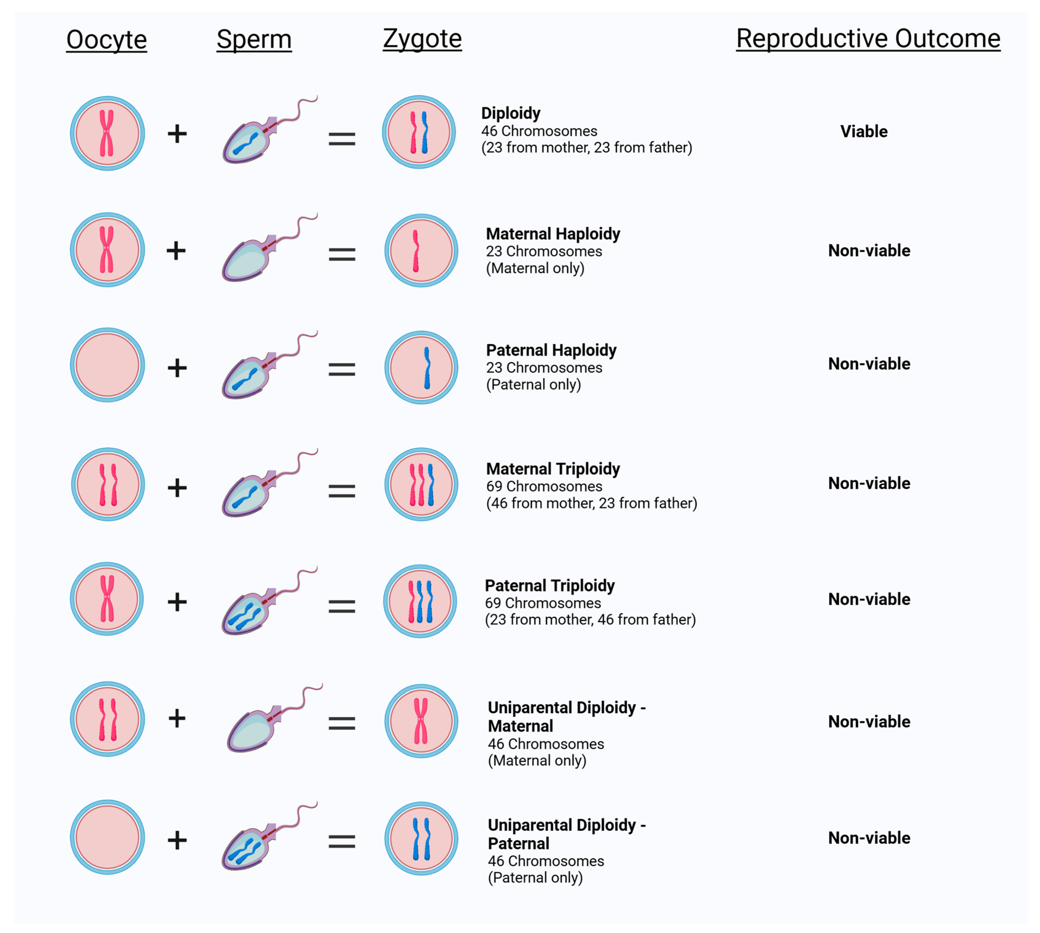 The Identification of Molecular Ploidy Status of Abnormal Pronuclear ...