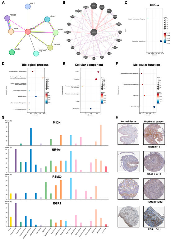 Comprehensive Analysis Reveals Midnolin as a Potential Prognostic ...
