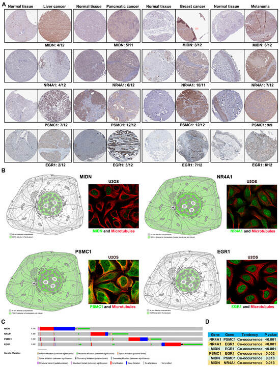 Comprehensive Analysis Reveals Midnolin as a Potential Prognostic ...
