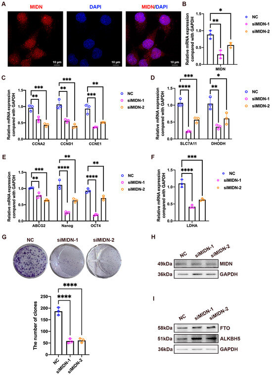 Comprehensive Analysis Reveals Midnolin as a Potential Prognostic ...