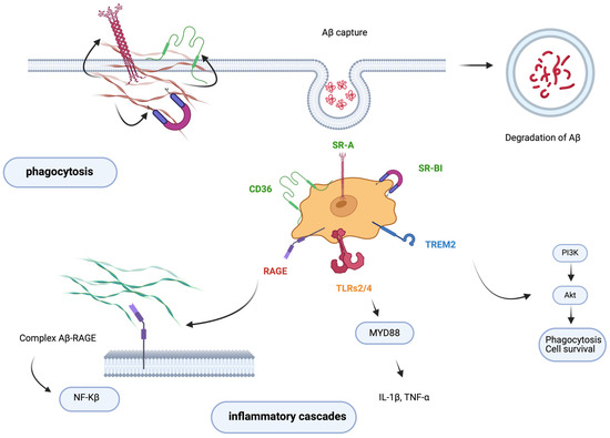 Beyond Amyloid and Tau: The Critical Role of Microglia in Alzheimer’s ...