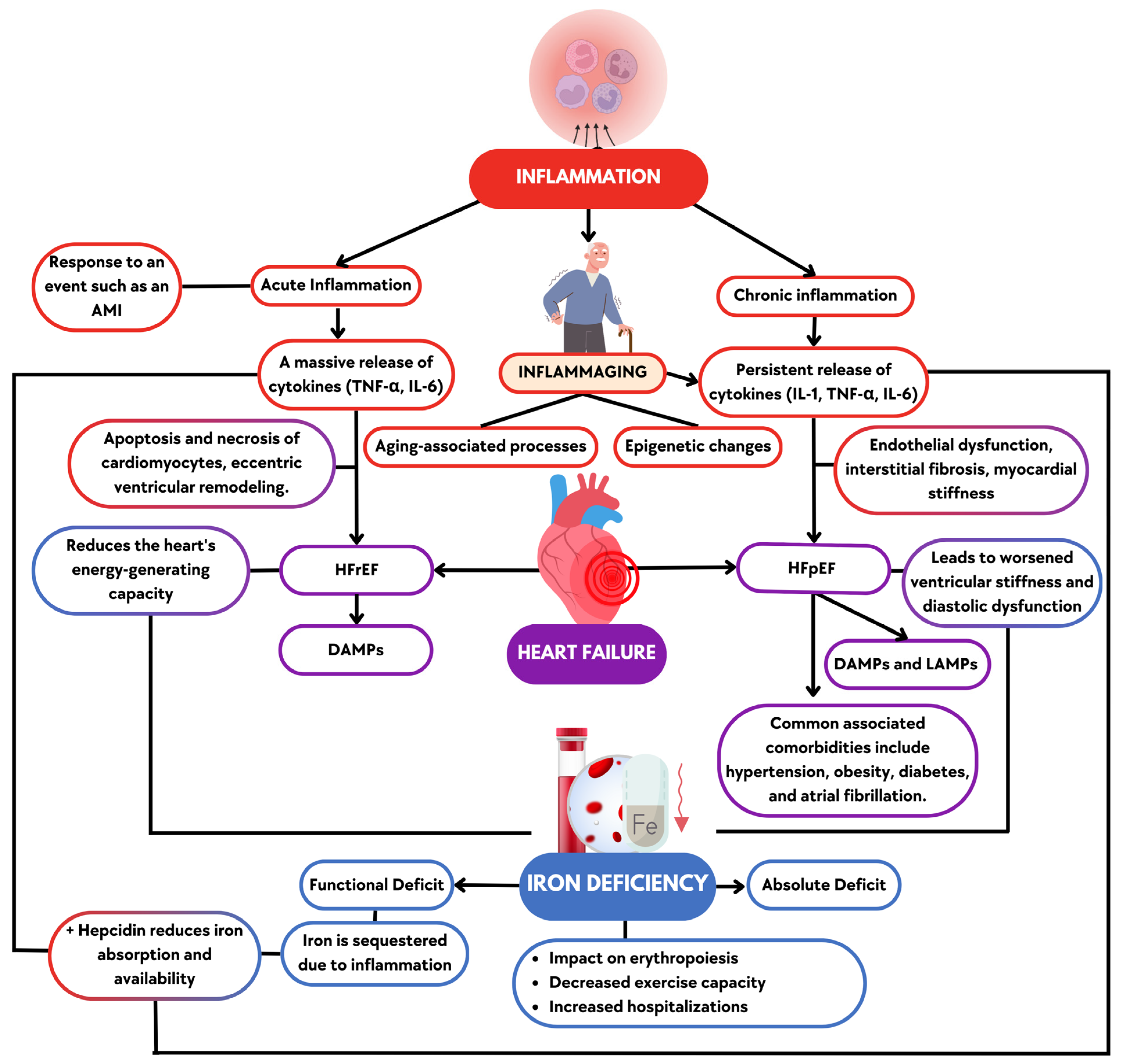 Targeting Inflammation and Iron Deficiency in Heart Failure: A Focus on ...