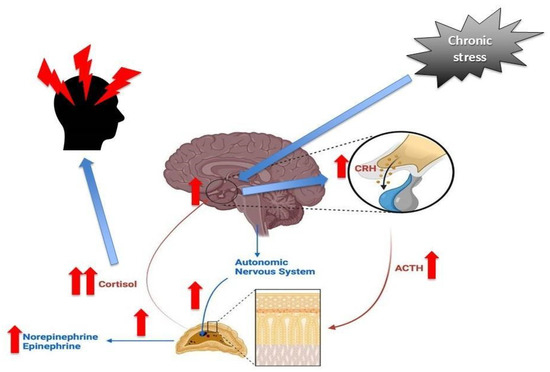 Chronic Stress and Headaches: The Role of the HPA Axis and Autonomic ...