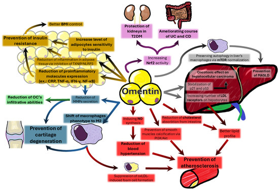 Omentin—General Overview of Its Role in Obesity, Metabolic Syndrome and ...
