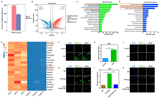 Targeting the PTN/PTPRZ1-ROS Pathway to Promote Bone Regeneration