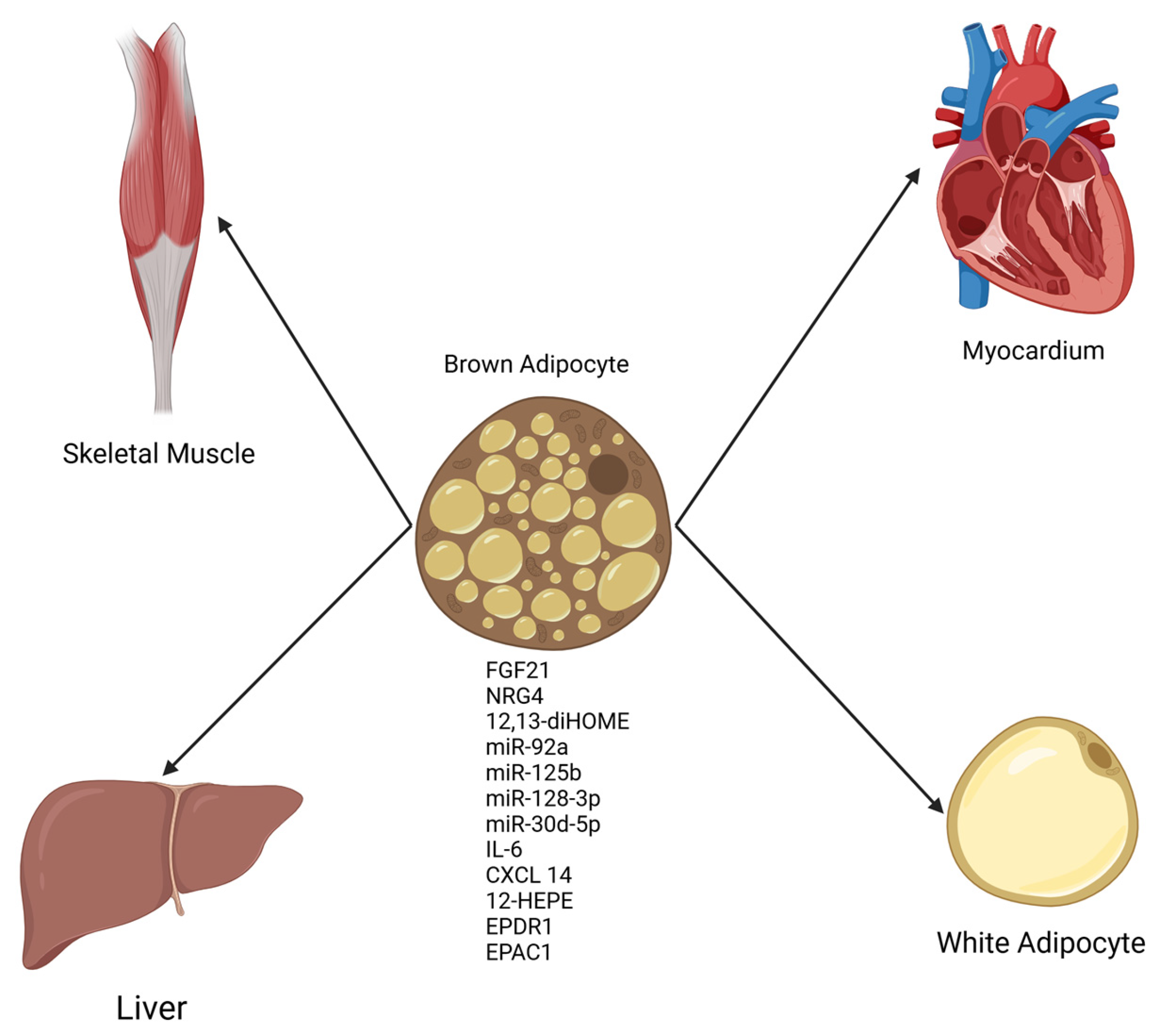 Adipokines as Cardioprotective Factors: BAT Steps Up to the Plate