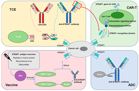 The Role of STEAP1 in Prostate Cancer: Implications for Diagnosis and Therapeutic Strategies