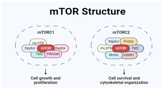 The Role of mTOR in Amyotrophic Lateral Sclerosis