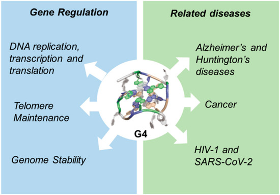G-Quadruplexes in Tumor Immune Regulation: Molecular Mechanisms and ...