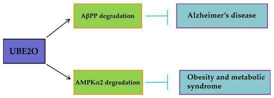 The Emerging Role and Mechanism of E2/E3 Hybrid Enzyme UBE2O in Human ...