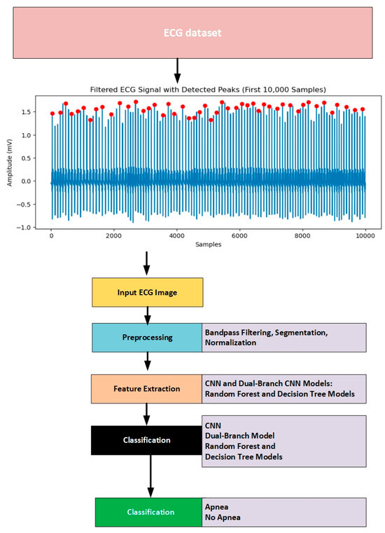 AI-Driven Detection of Obstructive Sleep Apnea Using Dual-Branch CNN and Machine Learning Models